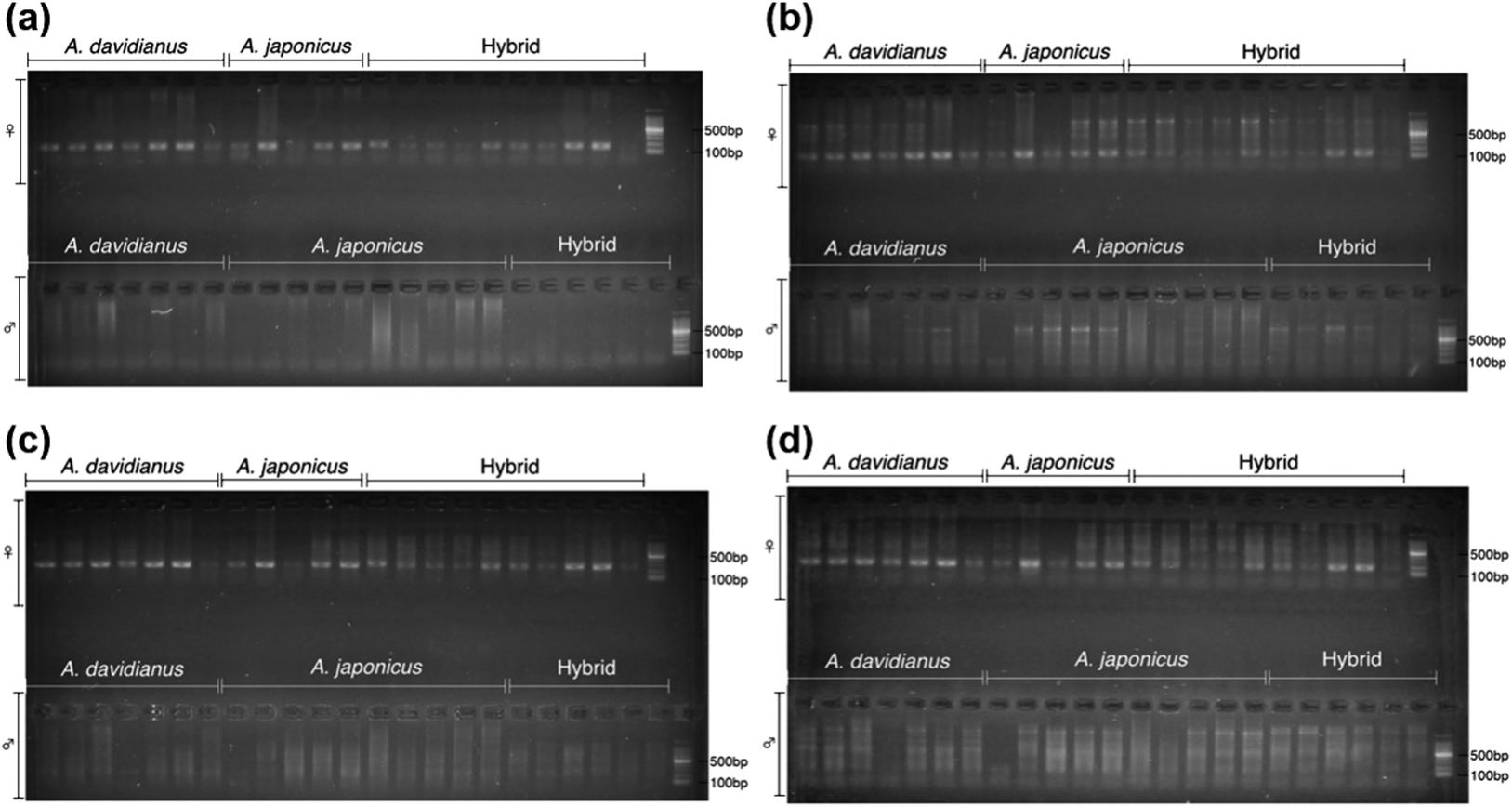 Application of a Genetic Sex Identification Method on the Japanese ...