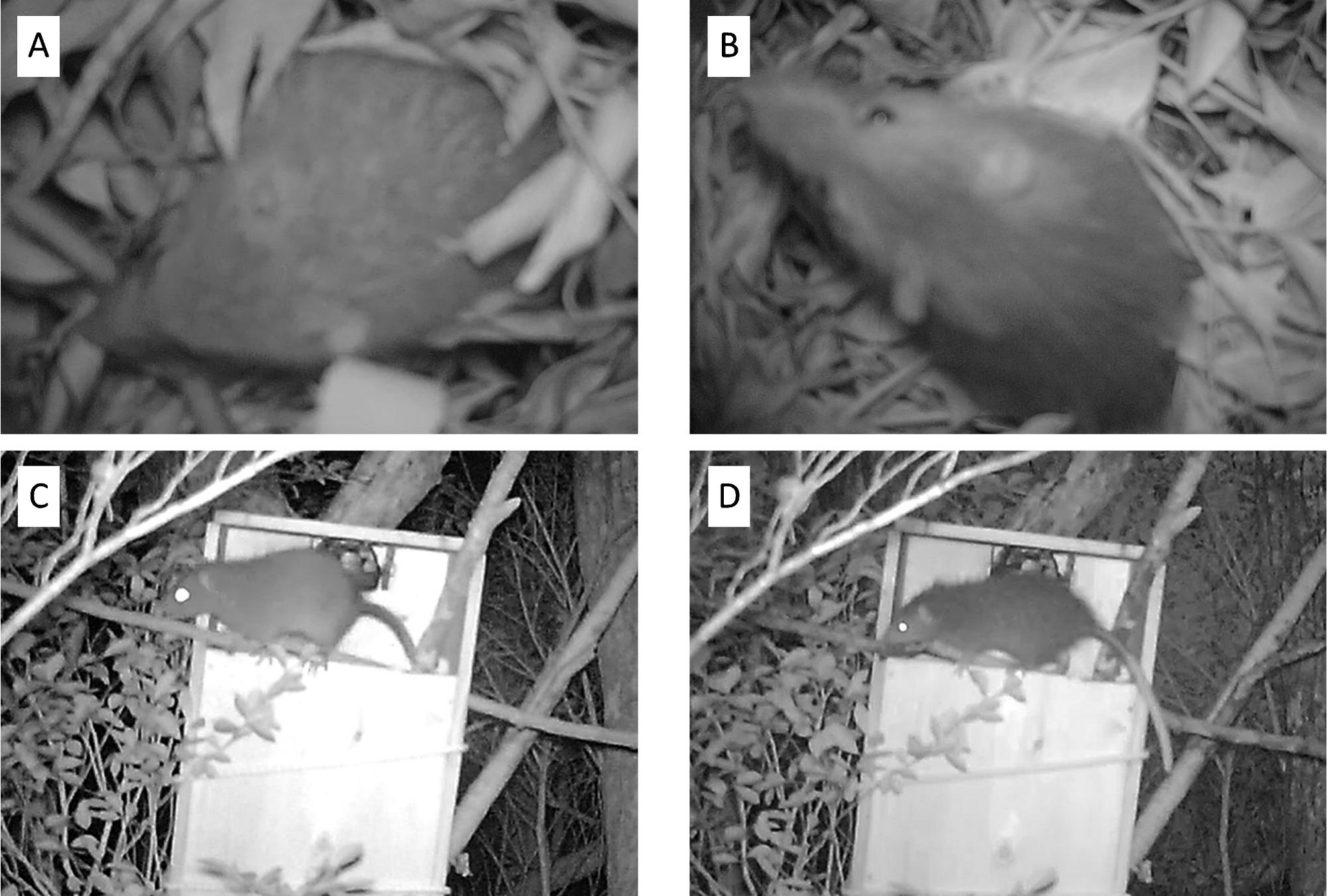 Record of the Nesting Process of the Ryukyu Long-Furred Rat Diplothrix ...