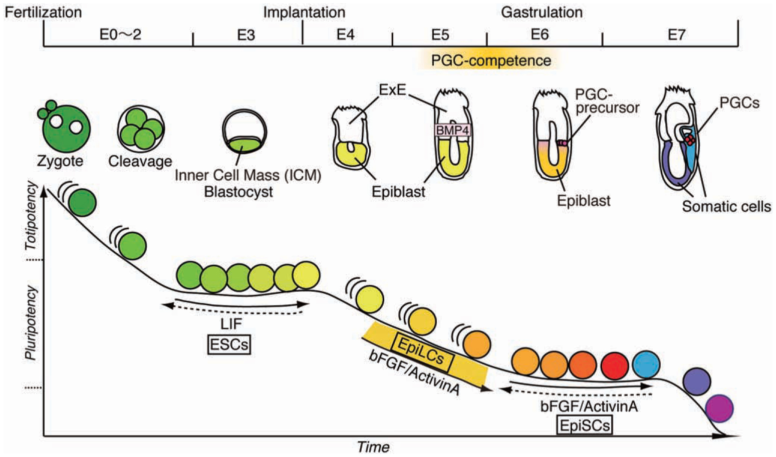 Generation of Functional Primordial Germ Cells from Pluripotent Stem Cells