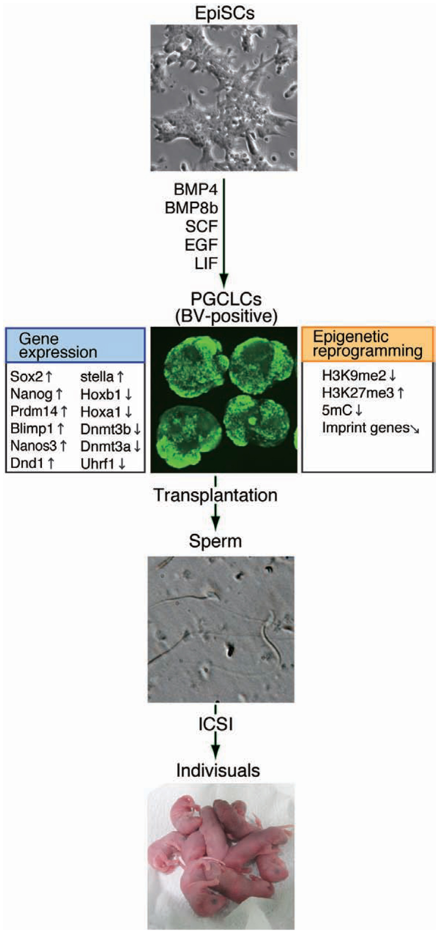 Generation of Functional Primordial Germ Cells from Pluripotent Stem Cells