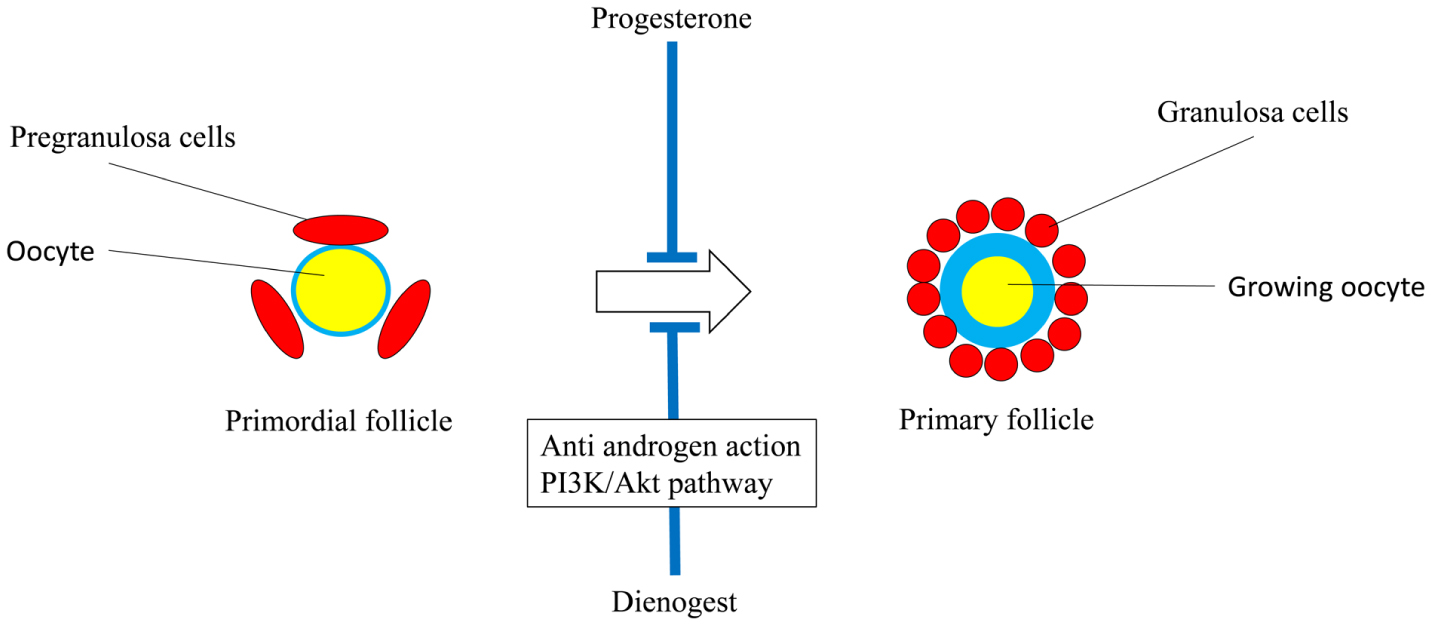 Sex Steroid Hormones and Related Substances Involved in Primordial ...