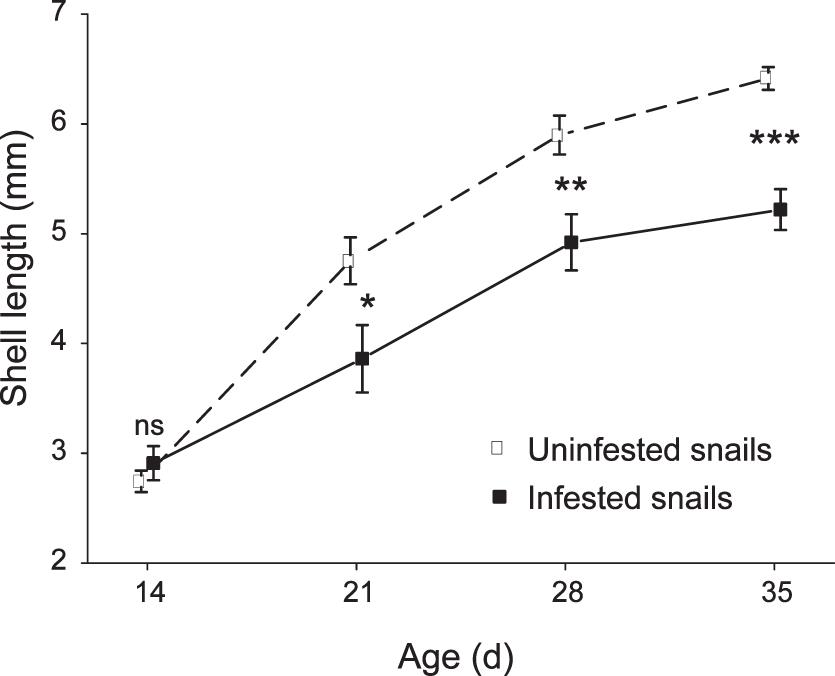Density-dependent relationship between Chaetogaster limnaei limnaei ...