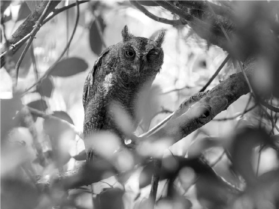 First Direct Evidence of Inter-Island Dispersal of Ryukyu Scops Owl ...