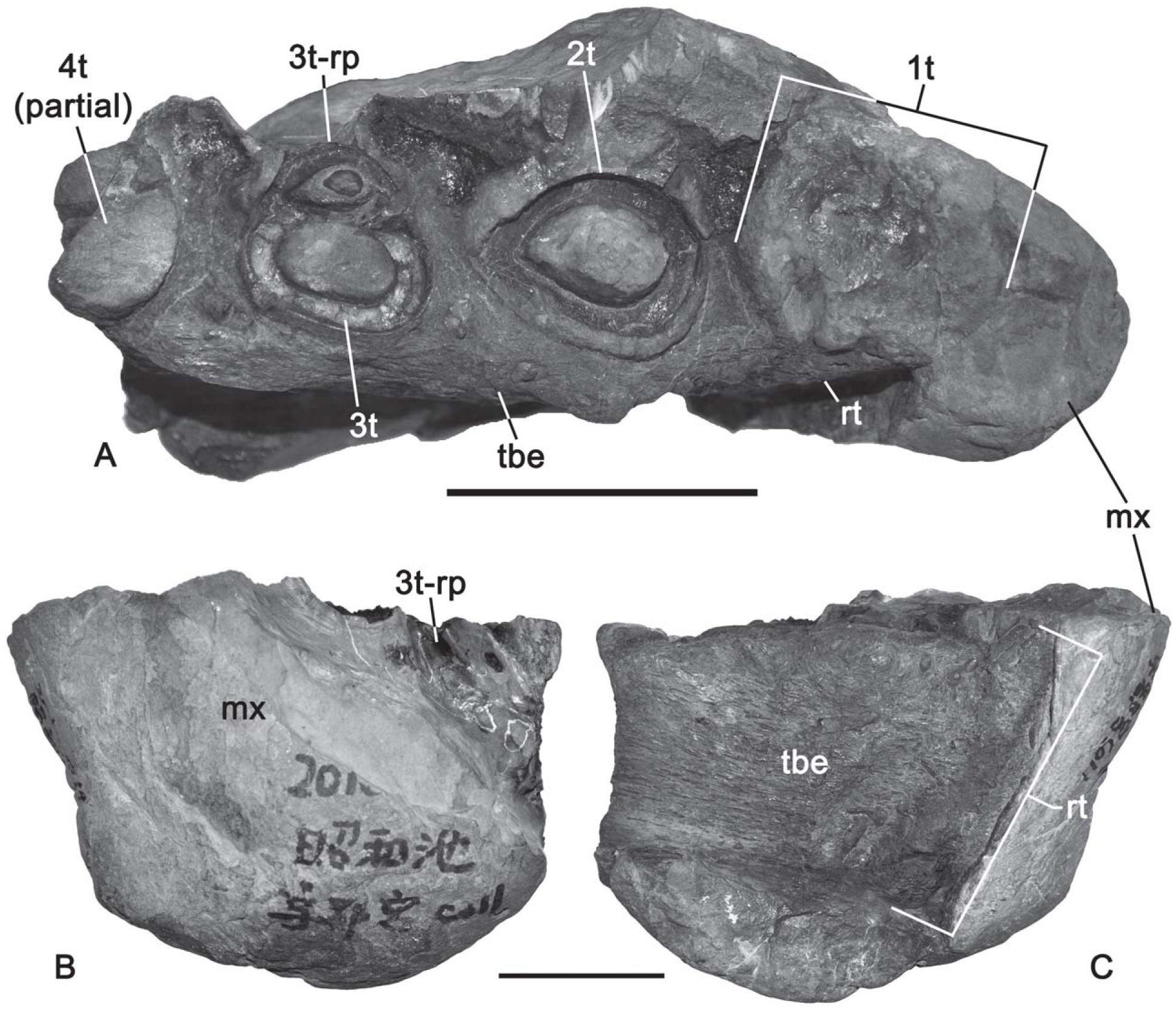 A Large Mosasaurine (Squamata: Mosasauridae) from the Latest Cretaceous ...