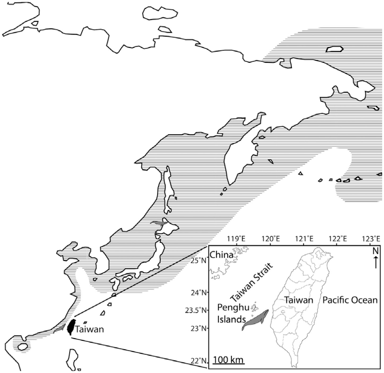 Quaternary Fossil Gray Whales from Taiwan