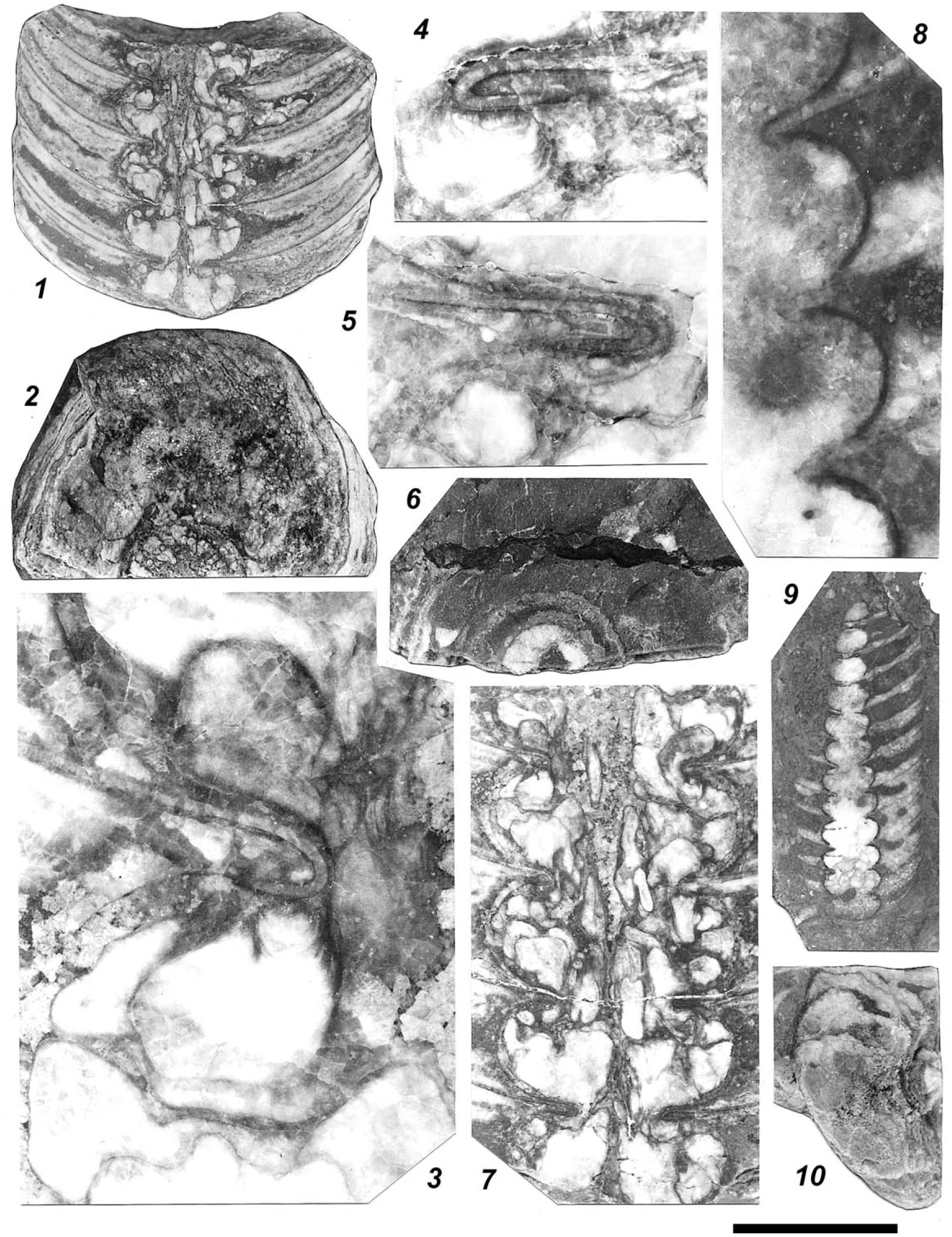 Actinocerid Cephalopods from the Ordovician of Myanmar, and their ...