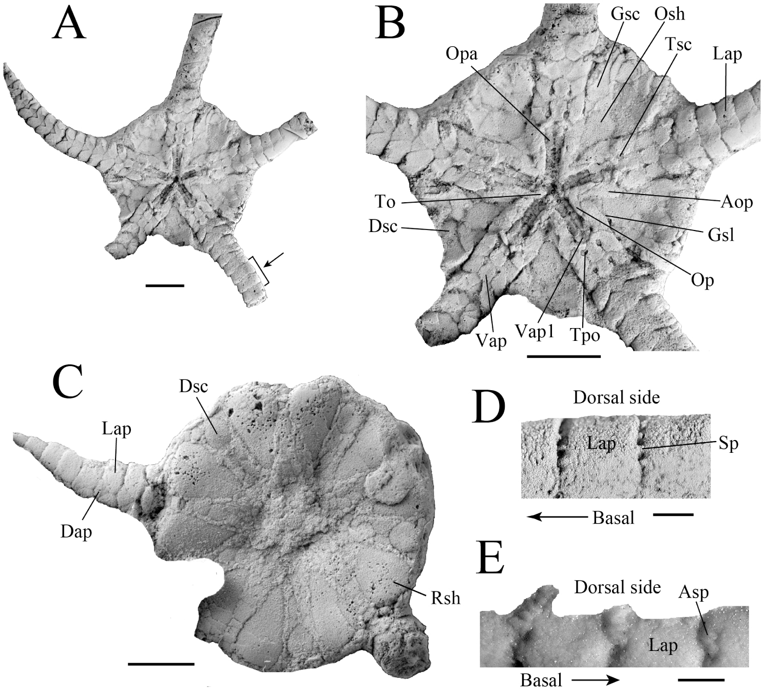 Two Ophiuroid Species (Echinodermata, Ophiuroidea) from Lower Miocene ...