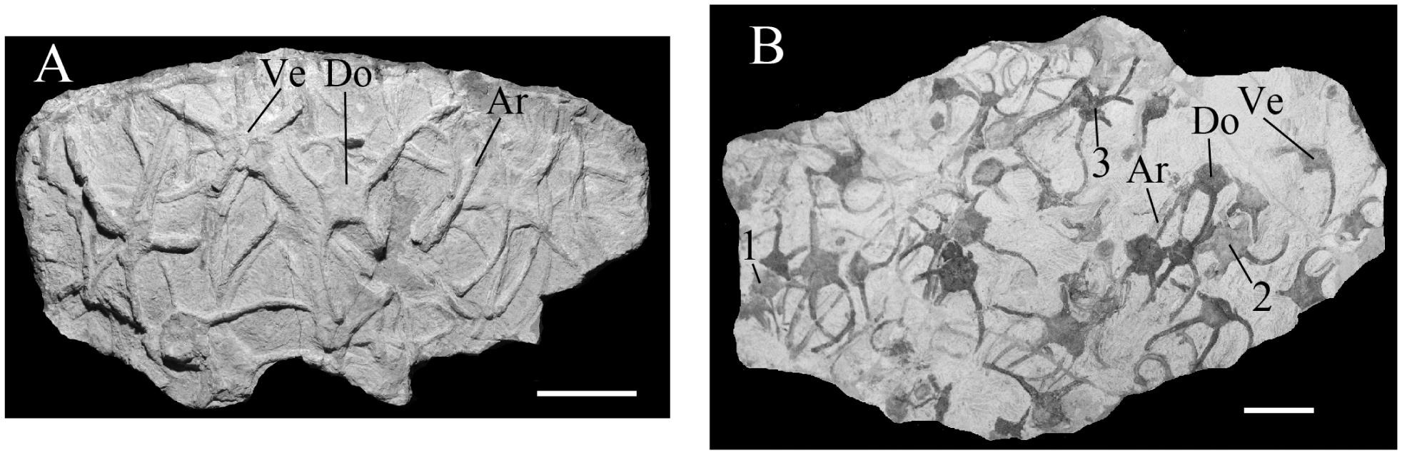 Two Ophiuroid Species (Echinodermata, Ophiuroidea) from Lower Miocene ...
