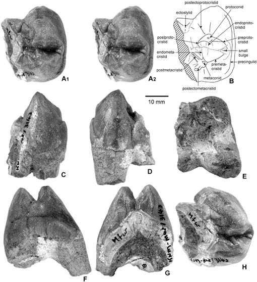 A Lower Molar of a Primitive, Large Hippopotamus from the Lower Miocene ...