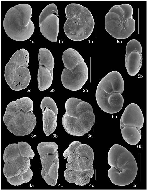 Middle Pleistocene to Holocene Upper Bathyal Benthic Foraminifera from ...