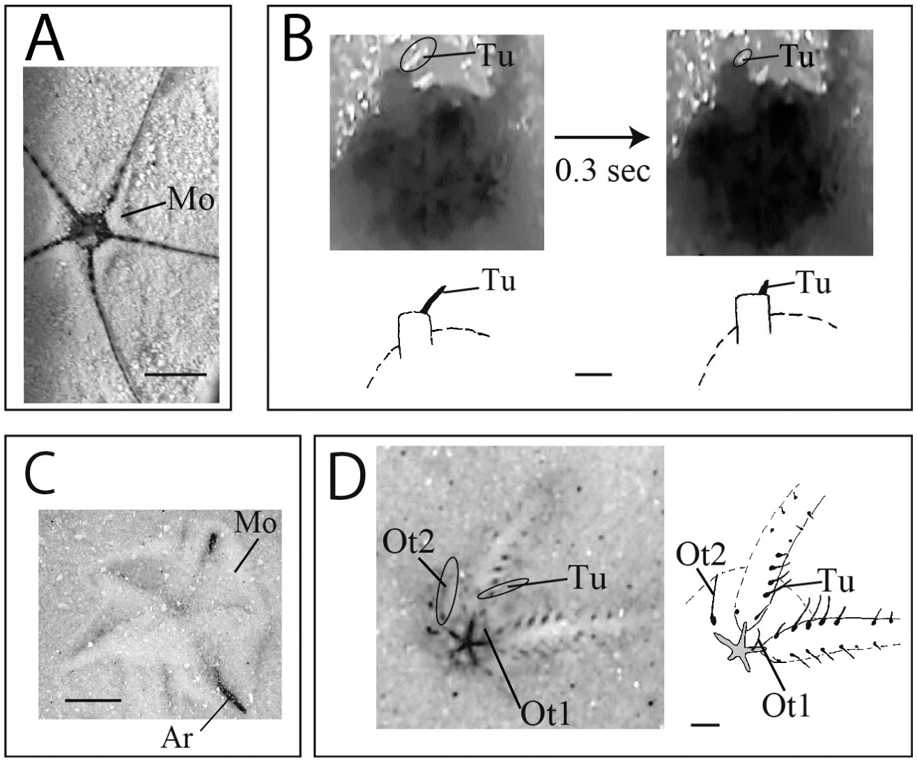 How Striations of Ophiuroid and Asteroid Trace Fossils were Produced ...