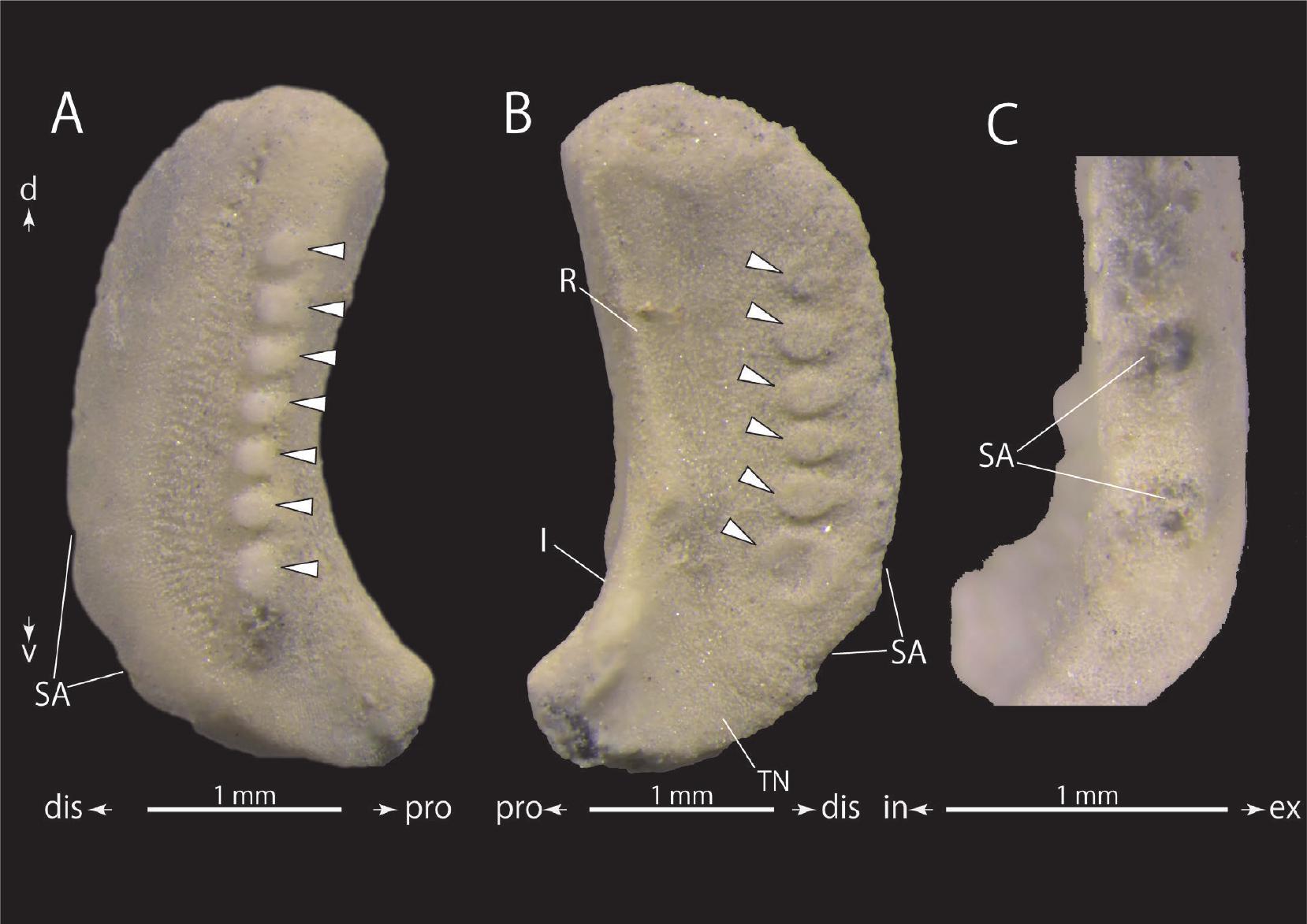 Fossil Lateral Arm Plates of Stegophiura sladeni (Echinodermata ...