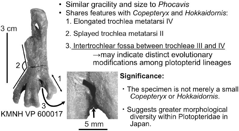 A Tarsometatarsus of a Plotopterid Bird from the Lower Oligocene Yamaga ...
