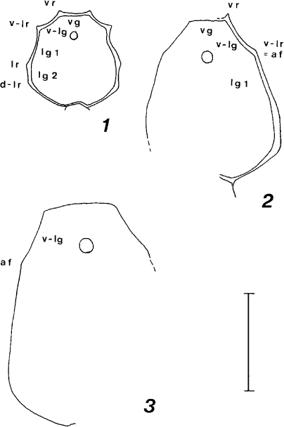 Early Carboniferous trigonoceratid nautilids from the Pitkin Formation ...