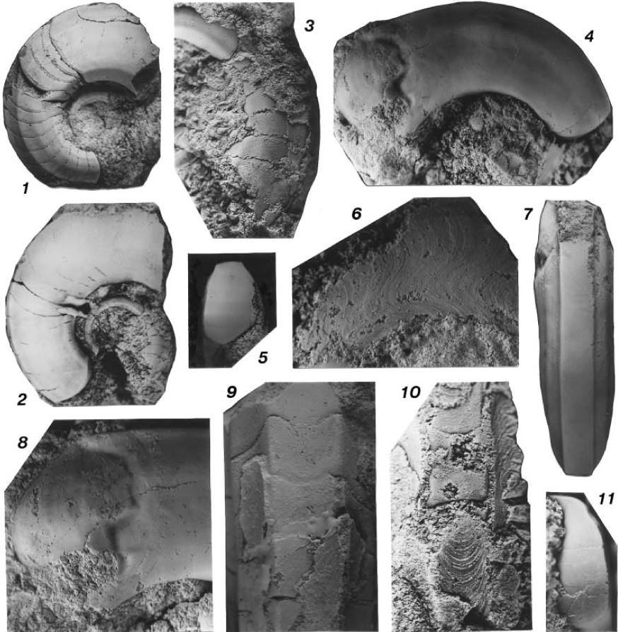 Early Carboniferous trigonoceratid nautilids from the Pitkin Formation ...