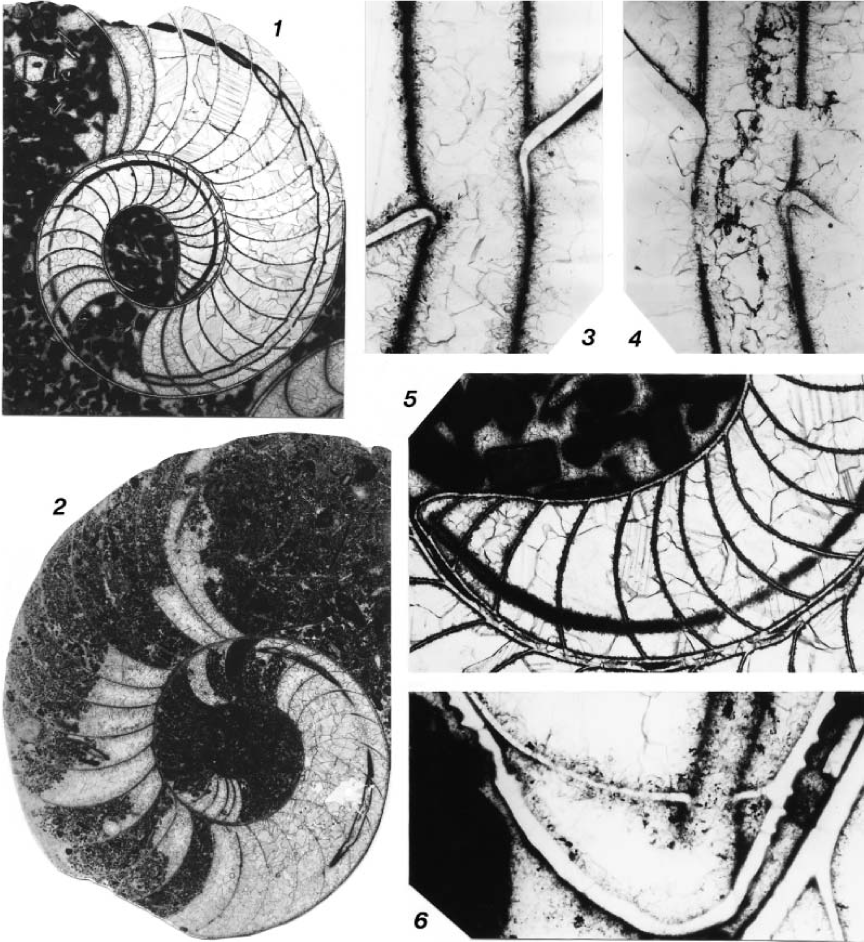 Early Carboniferous trigonoceratid nautilids from the Pitkin Formation ...