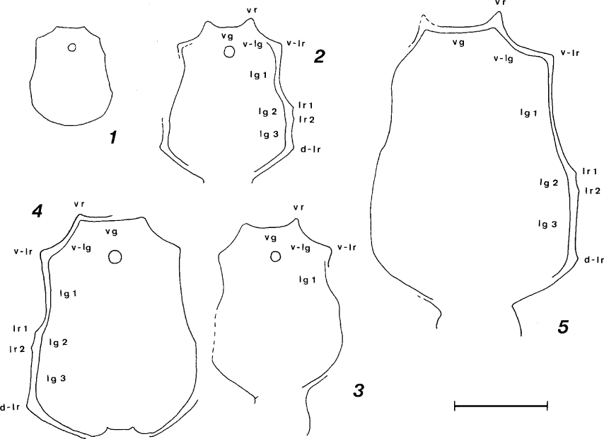 Early Carboniferous trigonoceratid nautilids from the Pitkin Formation ...