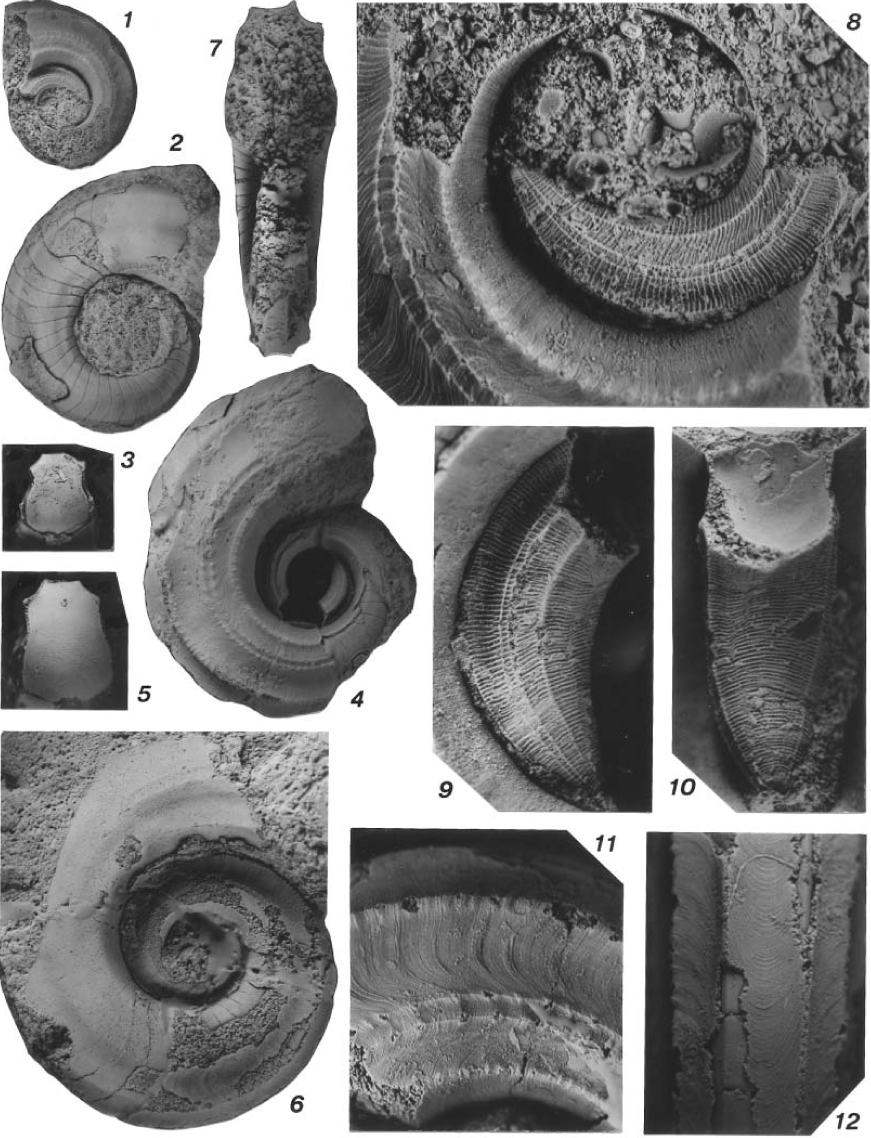 Early Carboniferous trigonoceratid nautilids from the Pitkin Formation ...