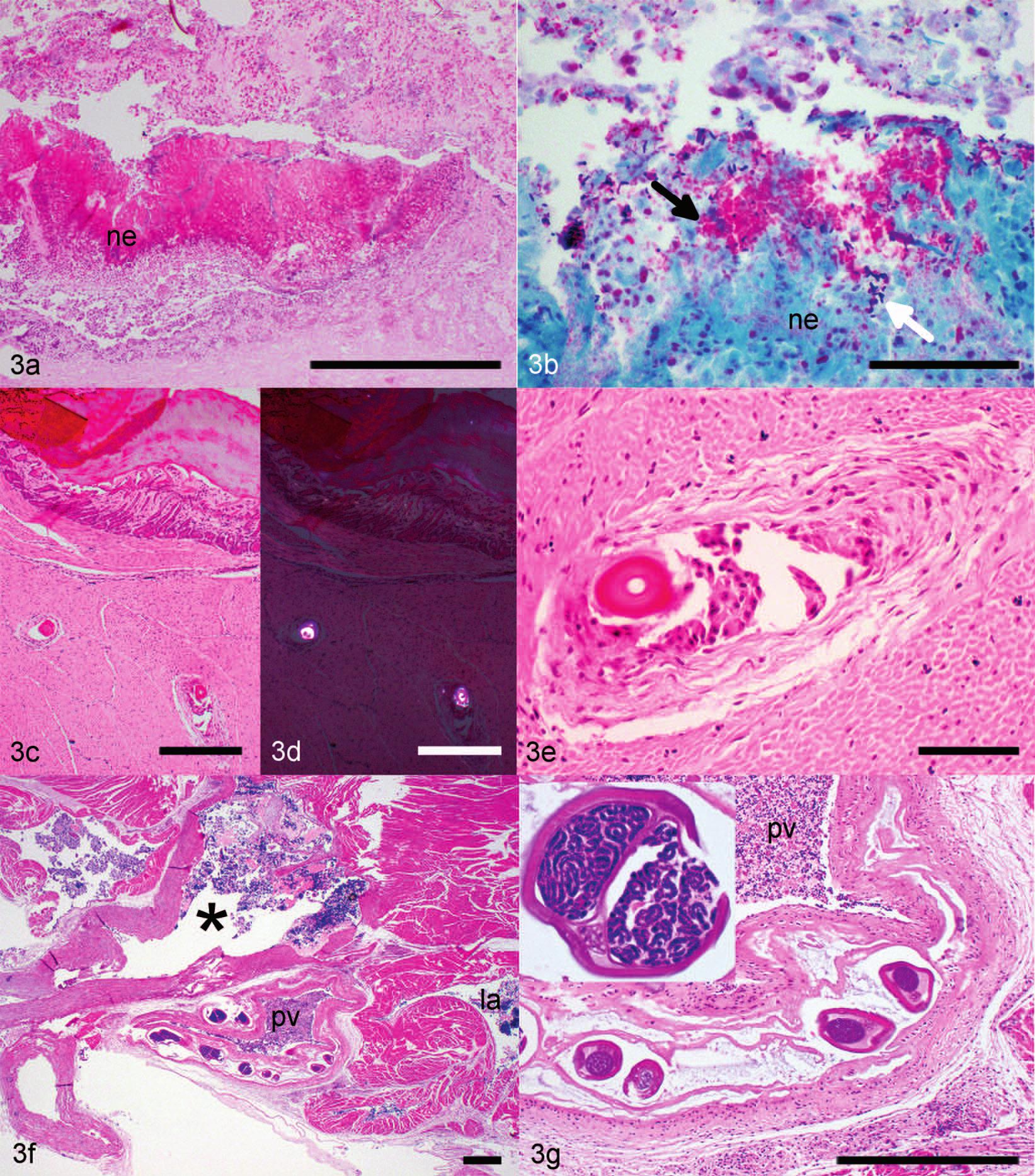 Necrotizing Enteritis in Nesting Adult Eastern Bluebirds (Sialia sialis ...
