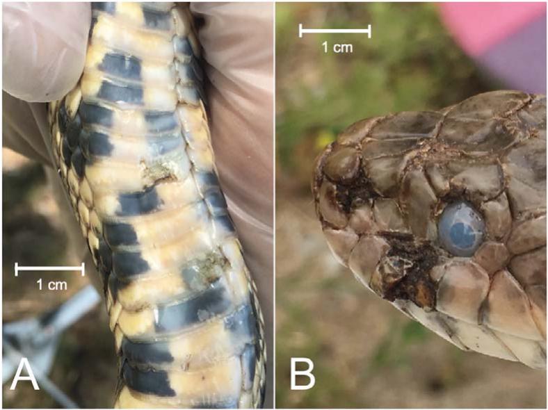 SEASONAL AND INTERSPECIFIC VARIATION IN THE PREVALENCE OF OPHIDIOMYCES ...
