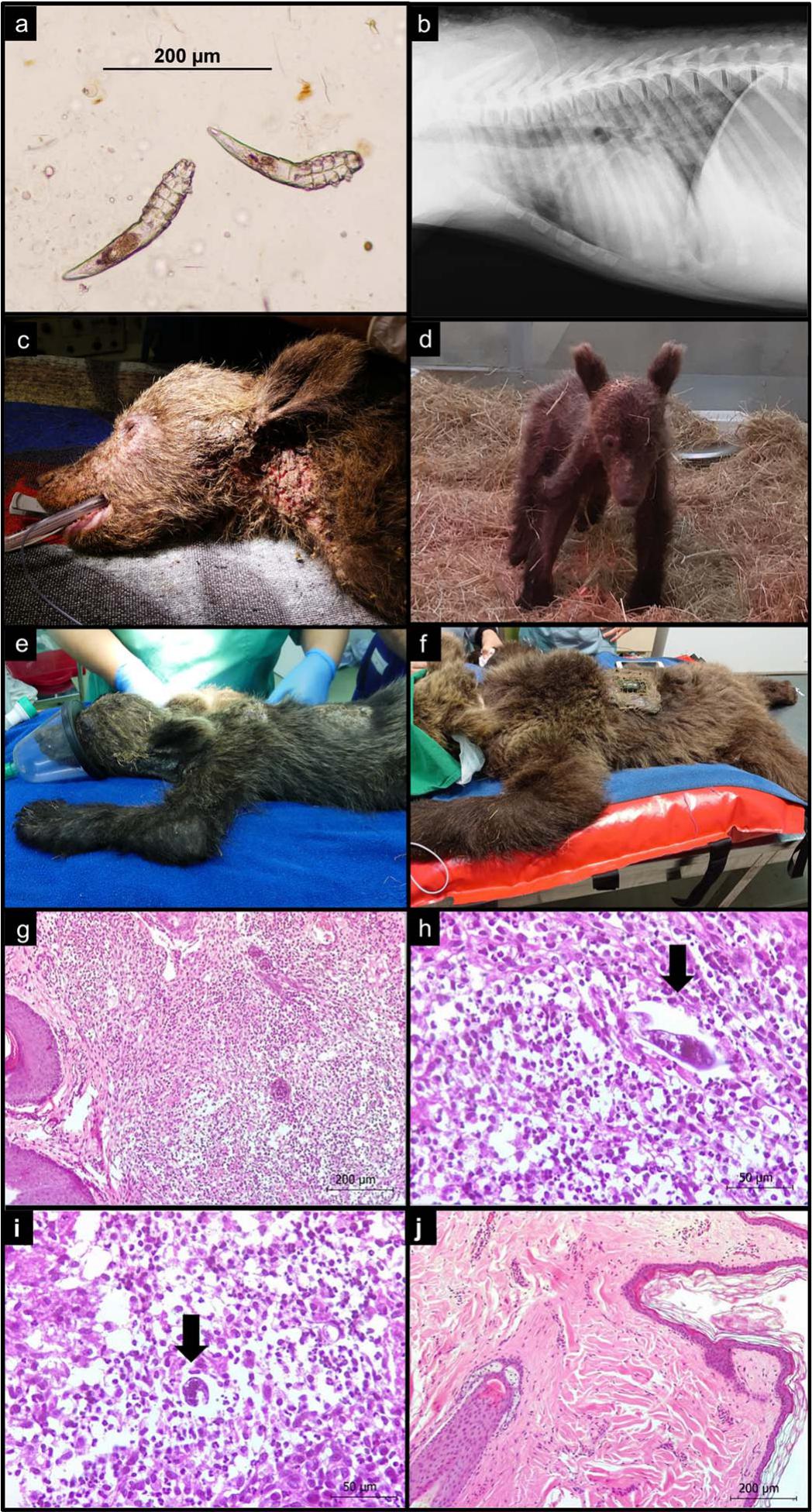 Demodicosis in a Free-Ranging Eurasian Brown Bear (Ursus arctos arctos ...