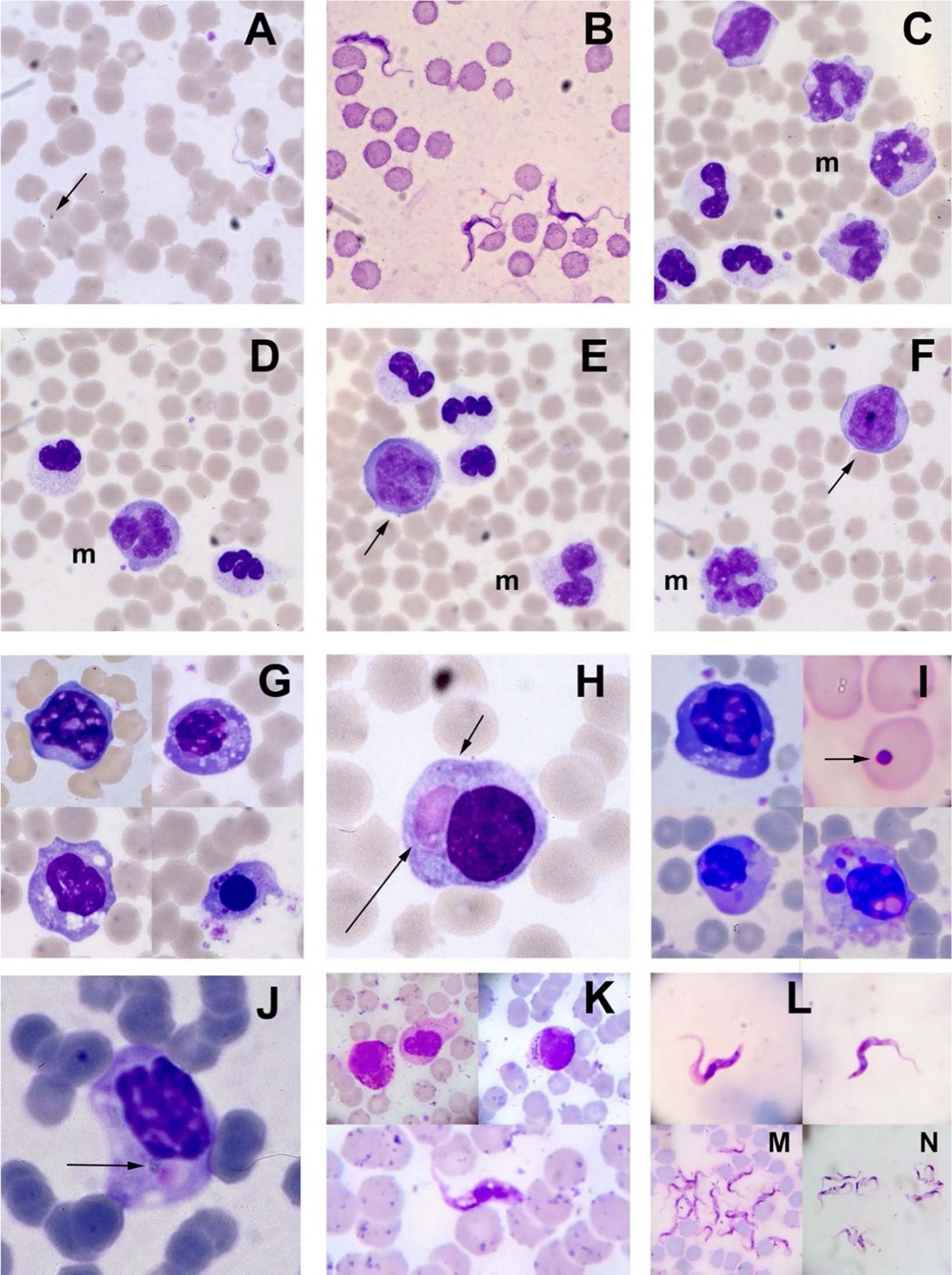 TRYPANOSOMIASIS IN INTRODUCED SOUTHERN WHITE RHINOCEROS (CERATOTHERIUM ...