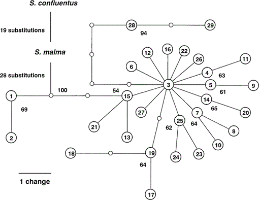 Phylogeography of White-Spotted Charr (Salvelinus leucomaenis) Inferred ...