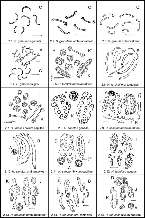 Sclerites in Different Tissues of Mediterranean Echinodermata
