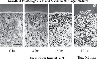 Folic Acid is A Potent Chemoattractant of Free-Living Amoebae in A New ...