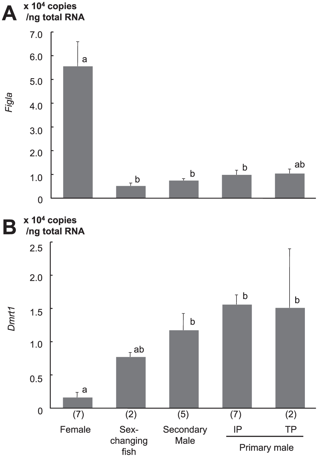 Molecular Cloning and Expression Profile of Sex-Specific Genes, Figla ...