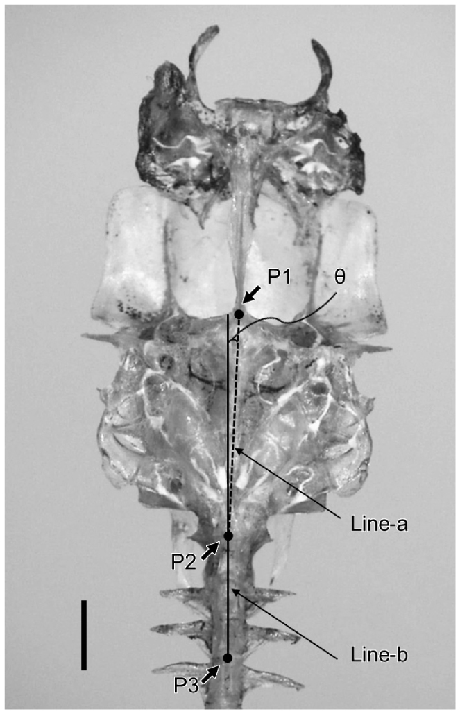 Relation between Morphological Antisymmetry and Behavioral Laterality ...