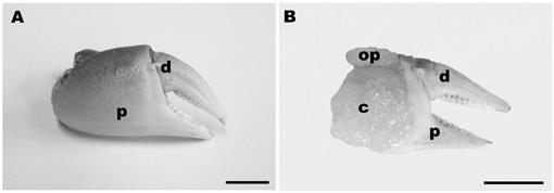 Morphology of the Claw Closer Muscle in Two Estuarine Crab Species ...