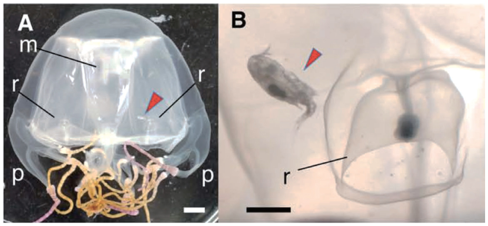 First Record of Association of Copepods with Highly Venomous Box ...