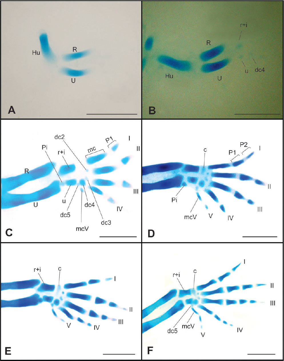 Ontogeny of the Appendicular Skeleton in Melanosuchus niger (Crocodylia ...