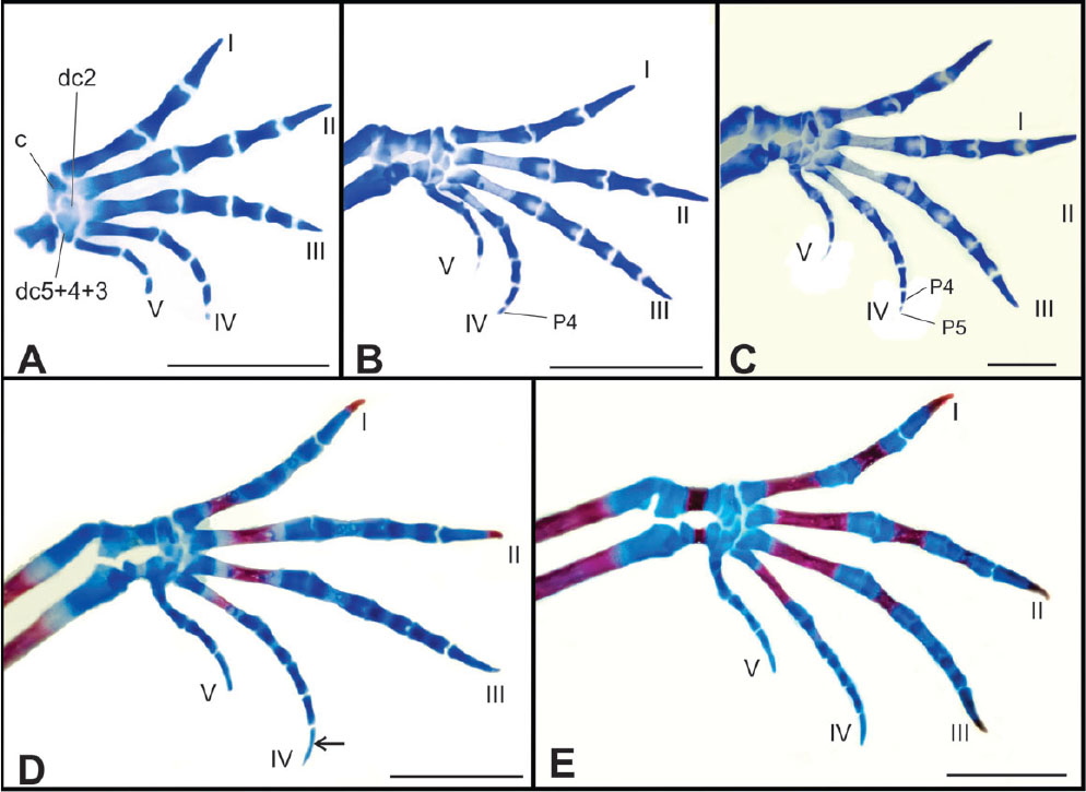 Ontogeny of the Appendicular Skeleton in Melanosuchus niger (Crocodylia ...