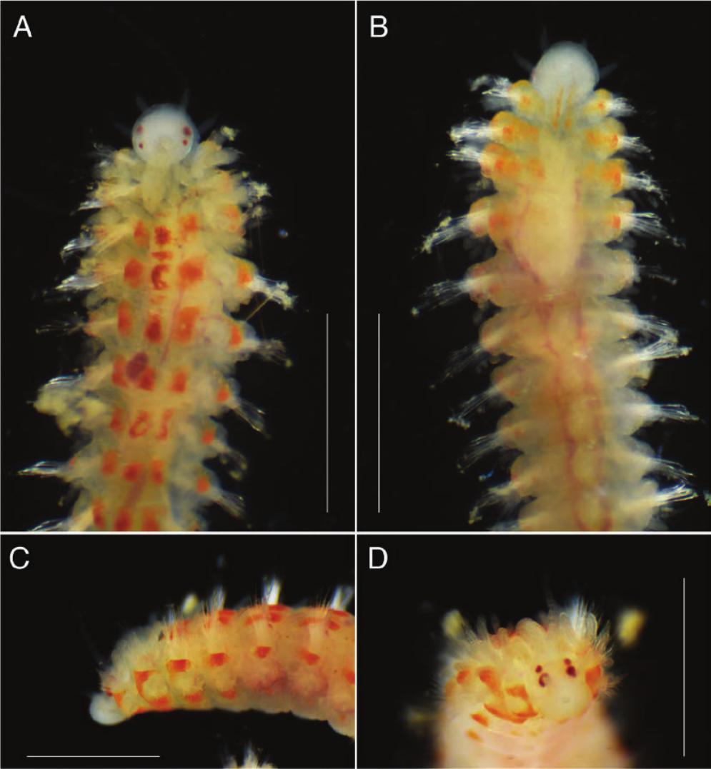 The Phylogenetic Position of Branchamphinome (Annelida, Amphinomidae ...