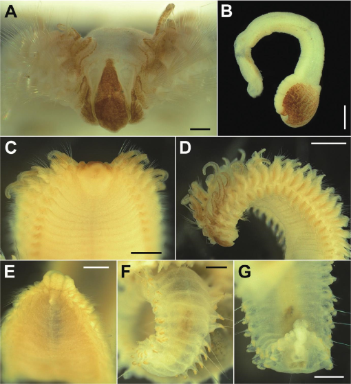 A New Polychaete, Scolelepis (Parascolelepis) Brunnea sp. nov ...
