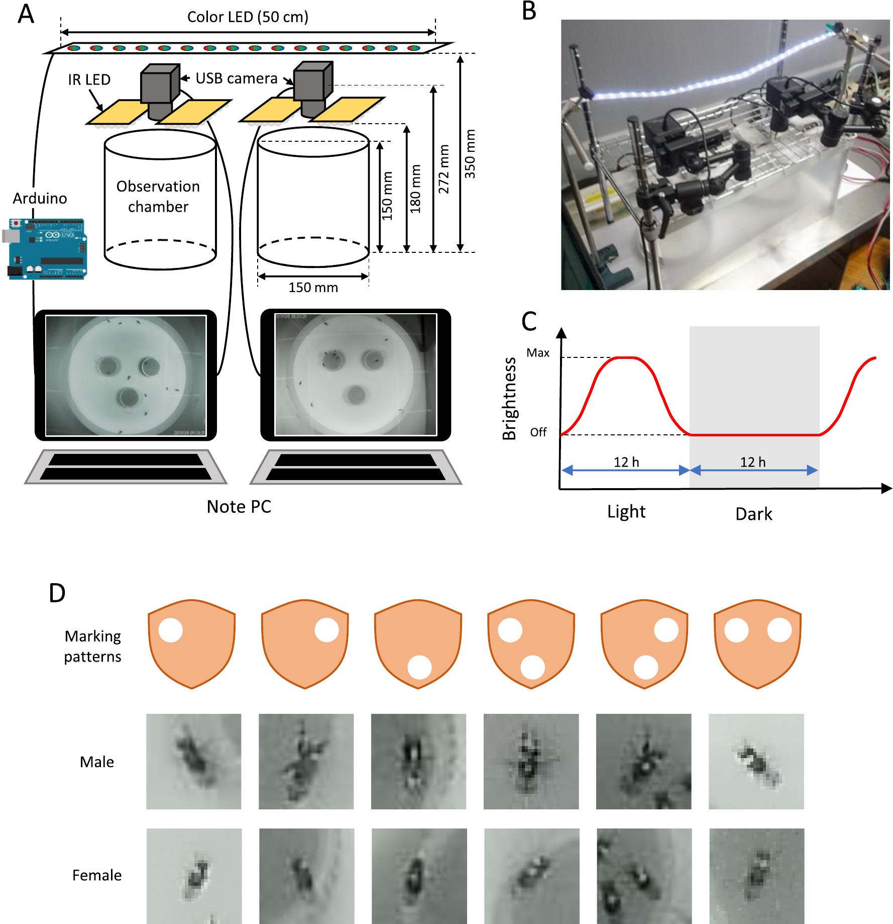 An Indirect Cost of Male-Male Aggression Arising from Female Response