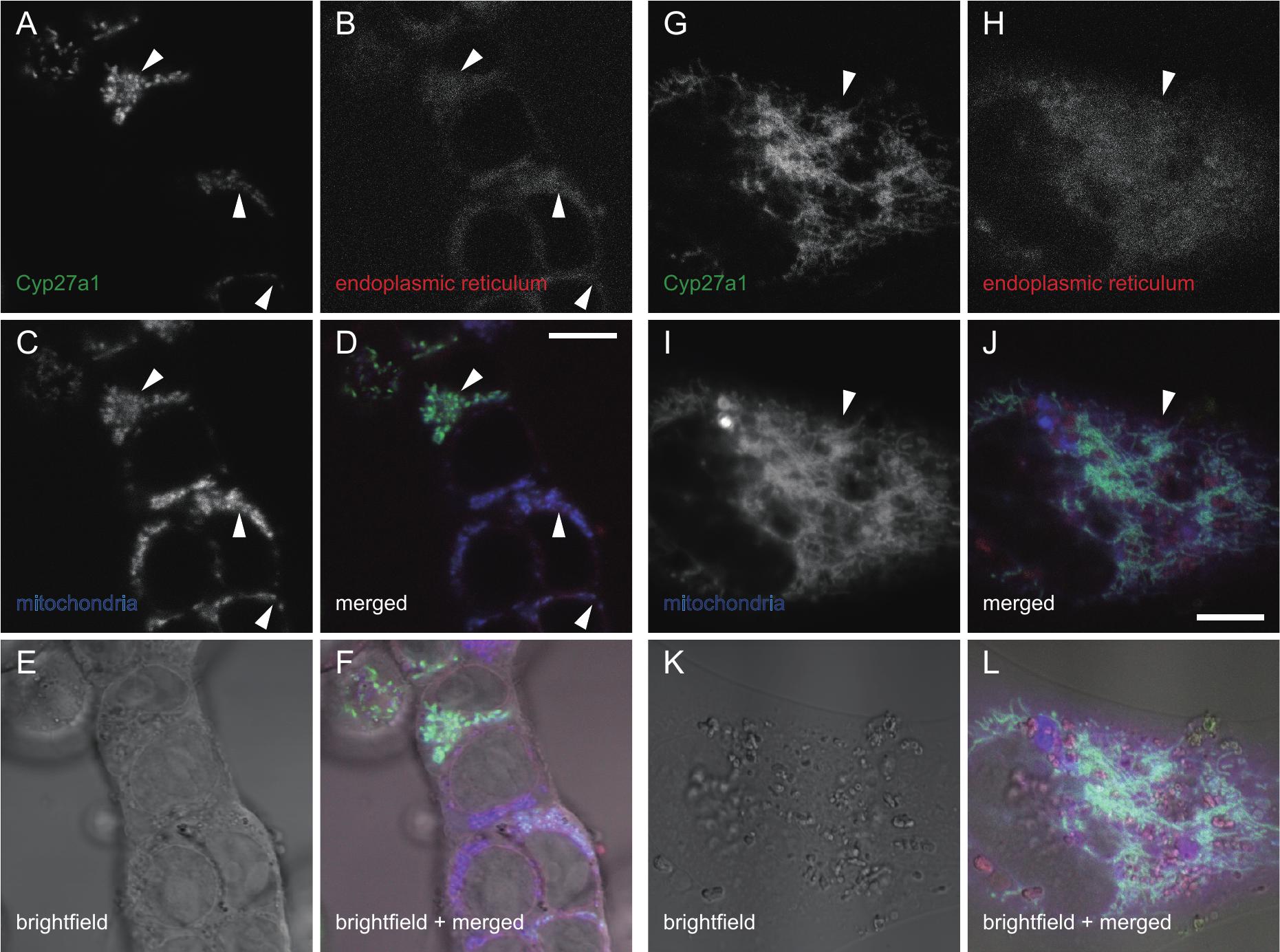 Cloning and Characterization of Cyp7a1 and Cyp27a1 Genes from the Non ...