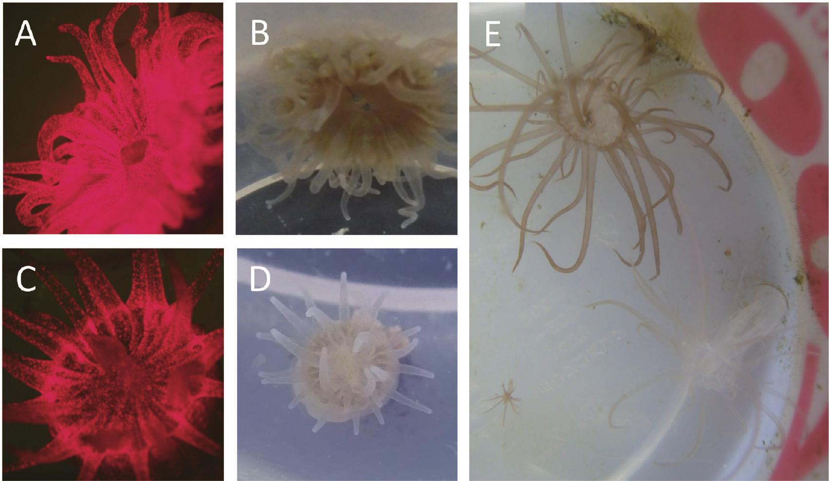 Establishment of a New Model Sea Anemone for Comparative Studies on ...