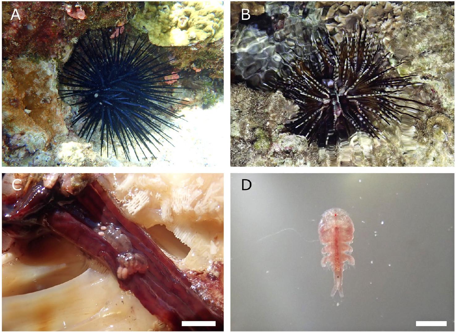 Morphological and Molecular Evidence of an Intergeneric Host-Range in ...