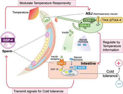 Temperature Acclimation and Cold Tolerance in Caenorhabditis Elegans ...