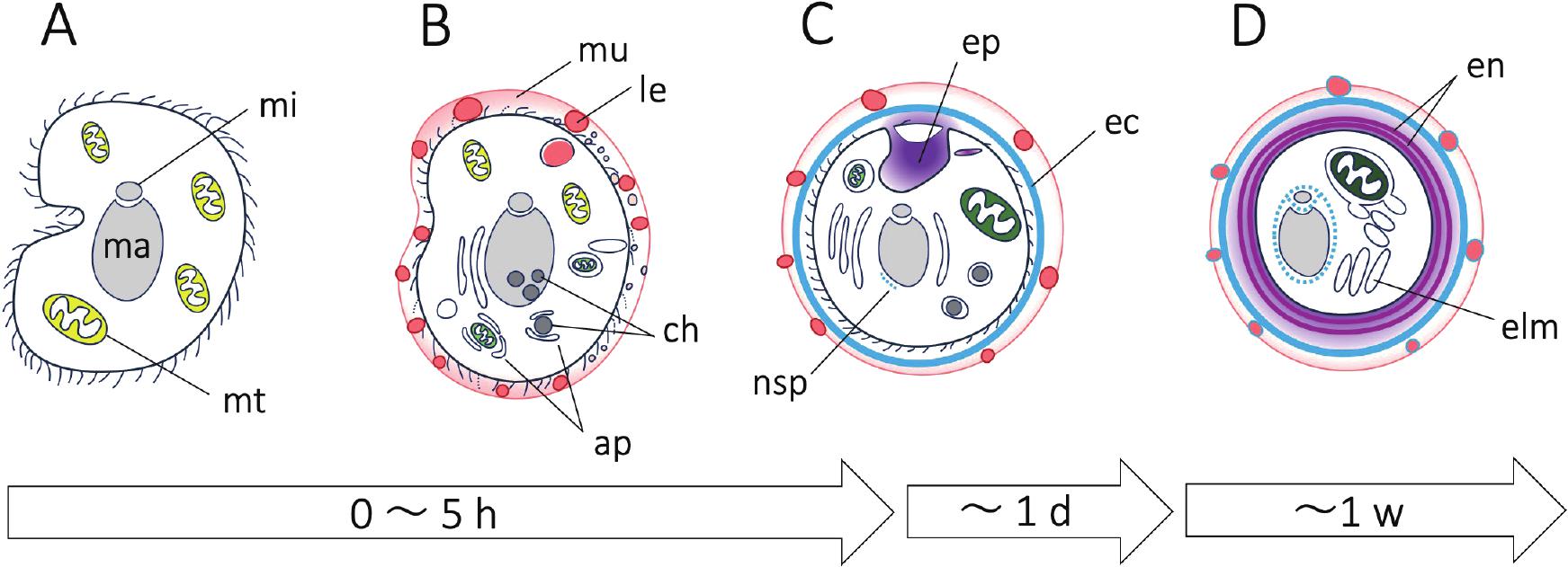 Resting Cyst Formation as a Strategy for Environmental Adaptation in ...