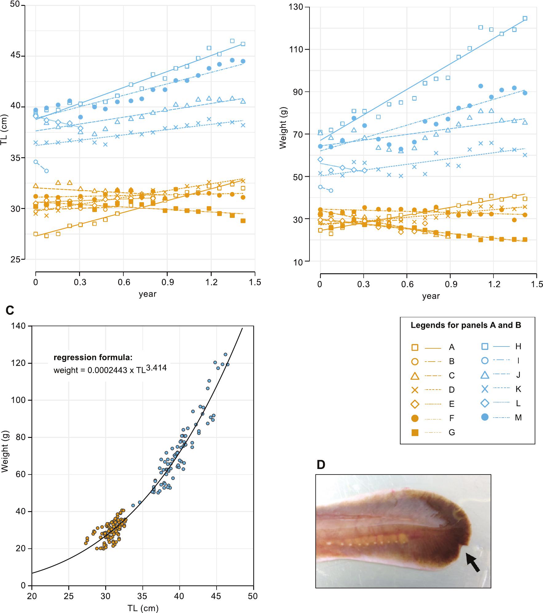 Growth, Feeding, and Age of the Inshore Hagfish, Eptatretus burgeri
