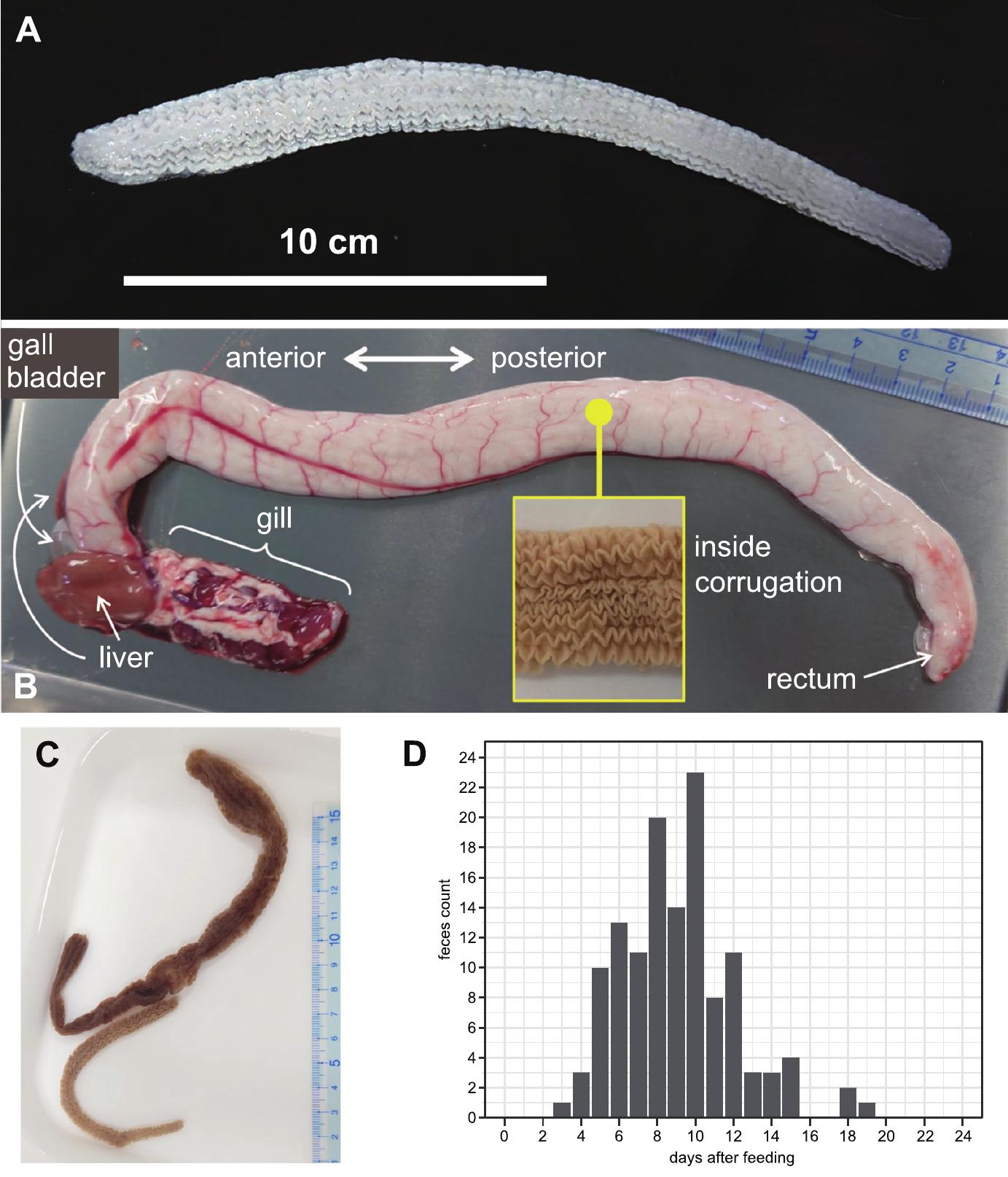 Growth, Feeding, and Age of the Inshore Hagfish, Eptatretus burgeri