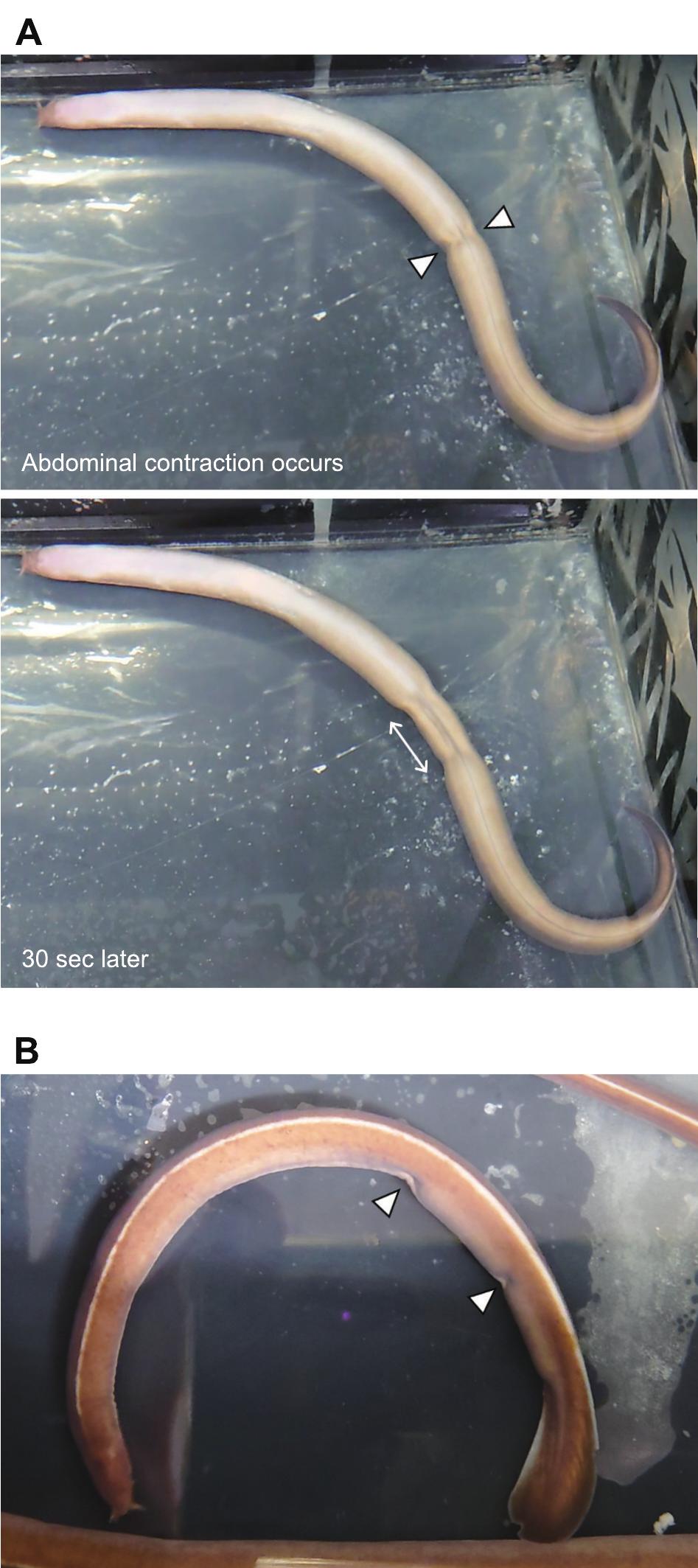 Growth, Feeding, and Age of the Inshore Hagfish, Eptatretus burgeri