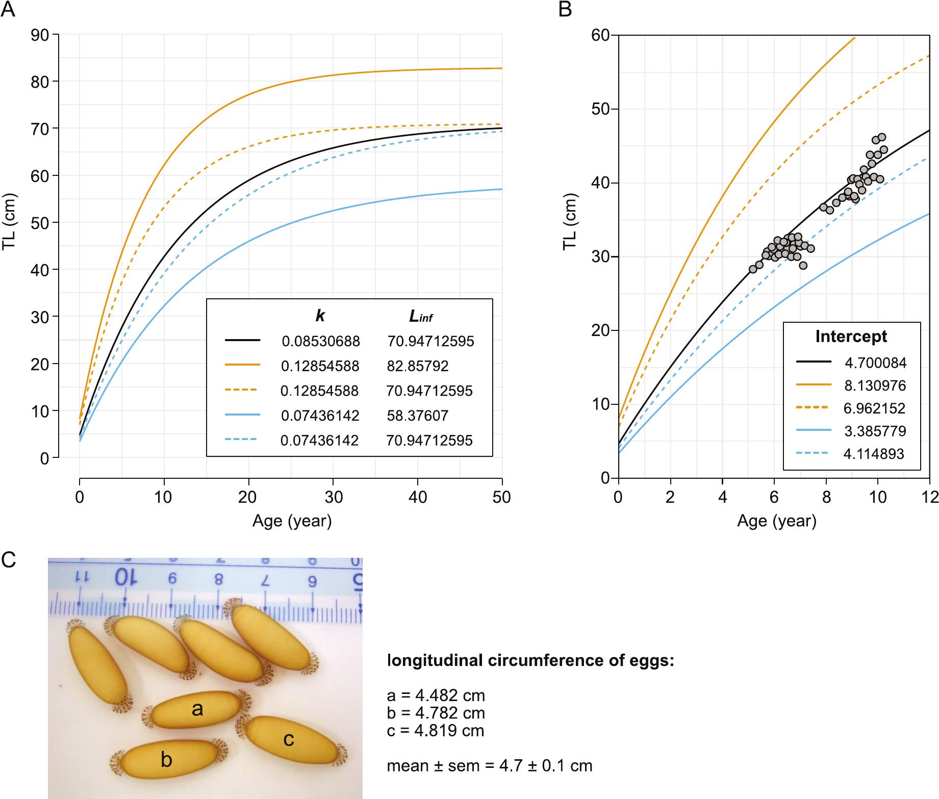Growth, Feeding, and Age of the Inshore Hagfish, Eptatretus burgeri