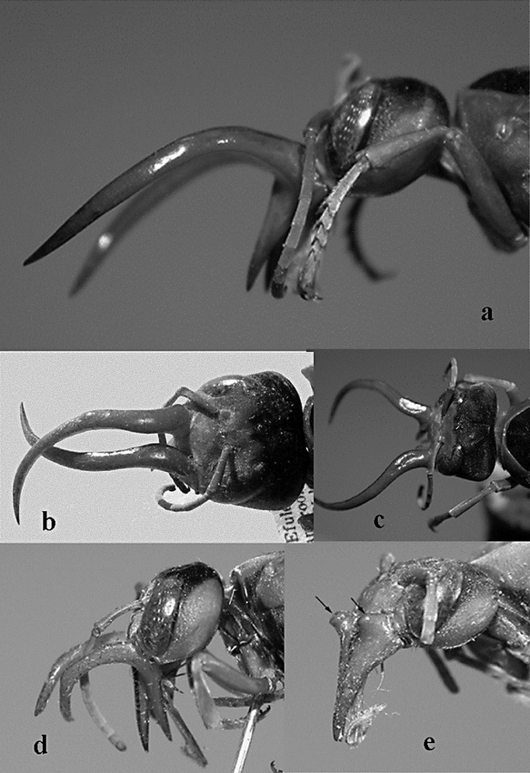 Tusked Males, Male Dimorphism and Nesting Behavior in a Subsocial ...