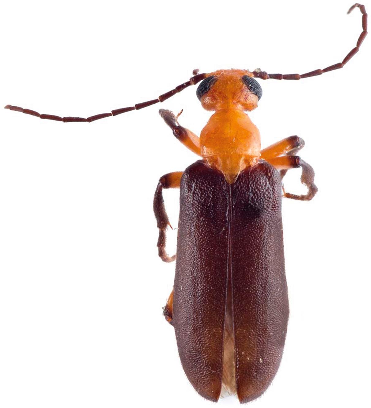Notes on Zonitis interpretis Enns (Coleoptera: Meloidae), with a ...