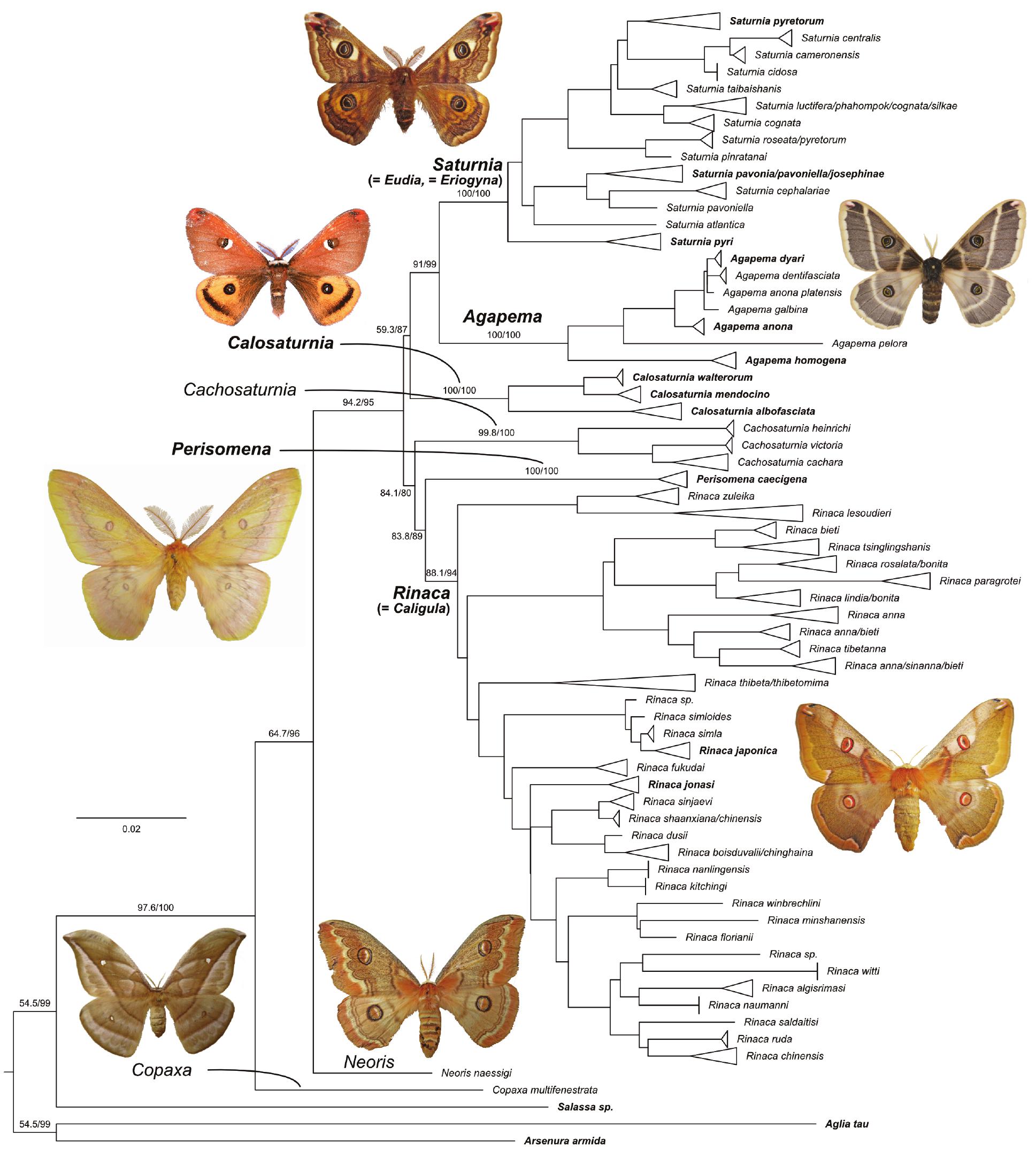 Systematics and Biogeography Reciprocally Illuminate Taxonomic ...